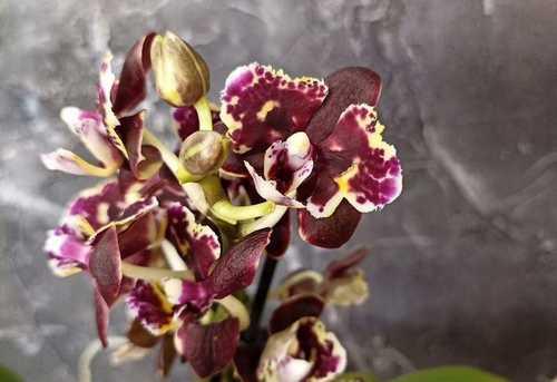 Орхидея фаленопсис бабочка воск, ароматная