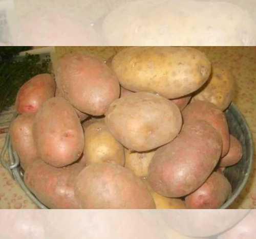 Продам картофель домашний