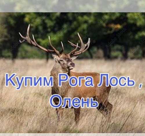 Рога Лось, Олень