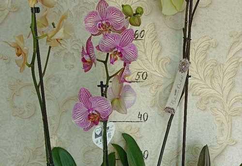 Сортовые орхидеи Фаленопсис