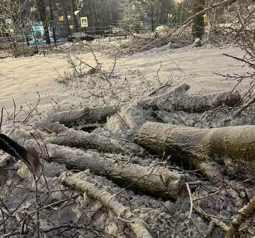 Очень много дров дерева бесплатано