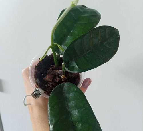 Hoya villosa cao dang (хойя вилоза као данг)