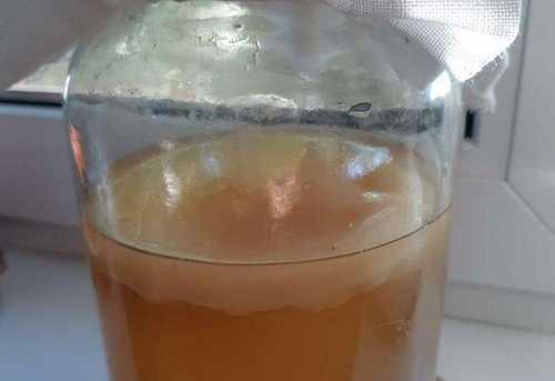 Чайный гриб джун/jun (медузомицет/scoby)