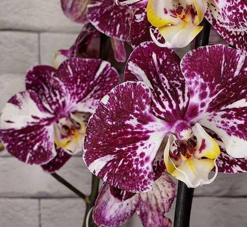 Орхидея фаленопсис Art Nouveau