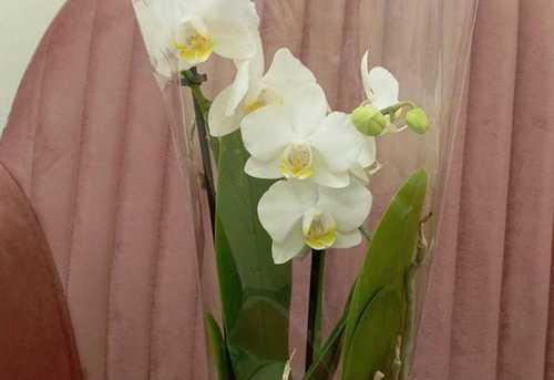 Комнатные растения Орхидея Фаленопсис мини Доставк