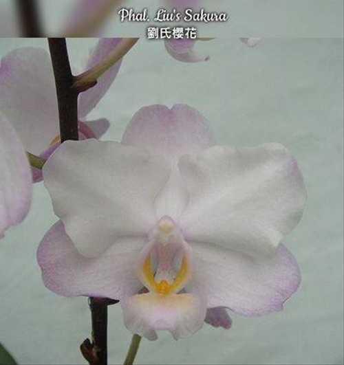 Орхидея Phal. Liu's Sakura KF