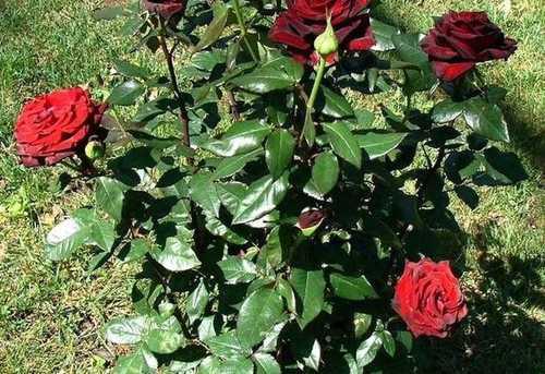 Саженцы красивых роз "черная магия" оптом