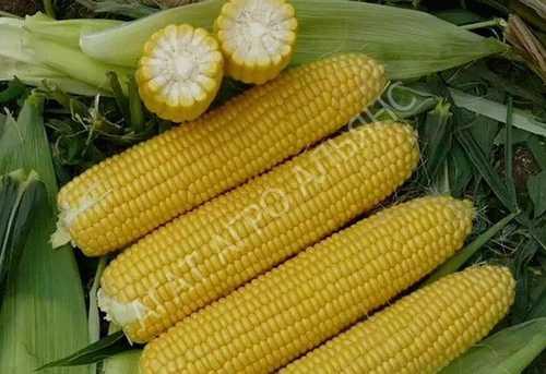 Семена кукурузы Пионер П8521