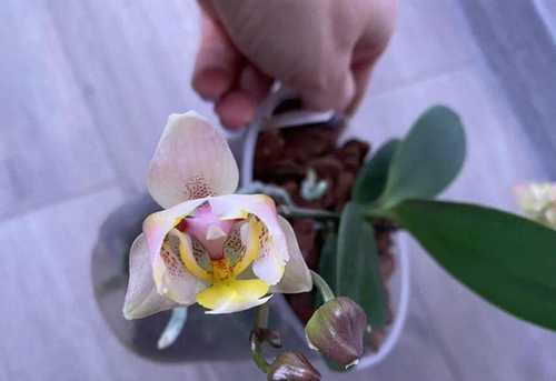 Цветет. Пелор. Орхидея
