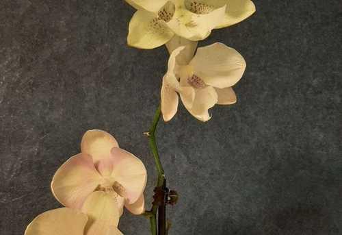 Орхидея фаленопсис биглип Венецианский карнавал