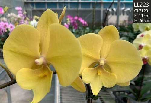 Орхидея Фаленопсис биг лип Азия подростки