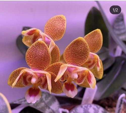 Орхидея фаленопсис Big Wave мутант трилипс