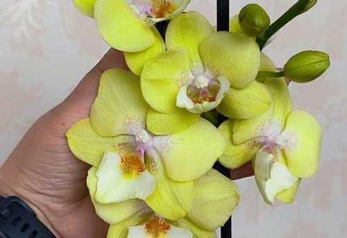 Орхидеи Фантастические Биг липы разные цветут