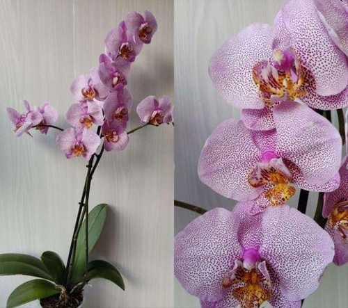 Орхидея Манхеттен и другие