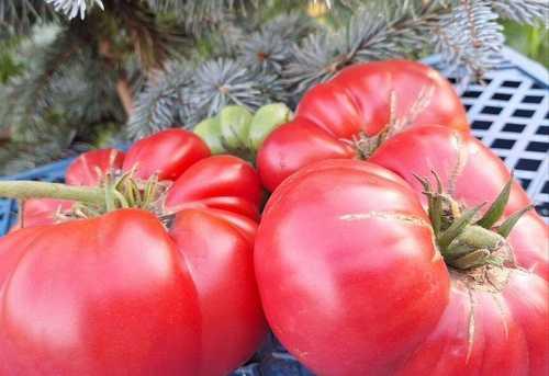 Семена томатами Голиаф