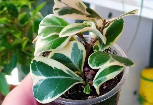 Фикус Triangularis White Margin