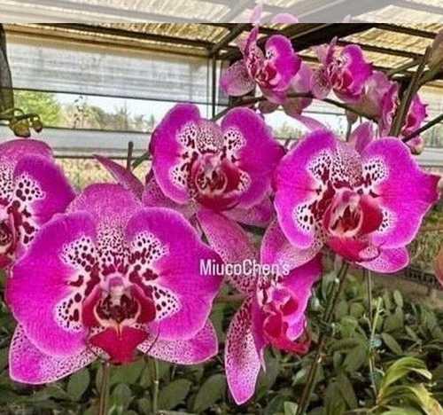 Орхидея Phal. Wulu Caishen ‘9207’