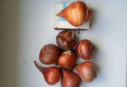 Тюльпаны луковицы