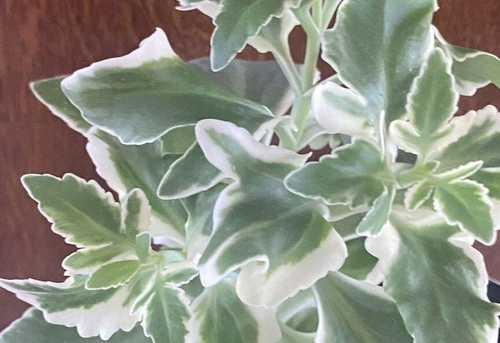 Каланхое Лациниата Вариегата (laciniata variegata)