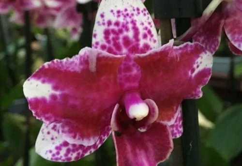 Орхидея пульчеримма Доритис