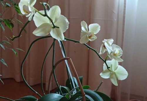 Продам орхидею фаленопсис цвет желтый