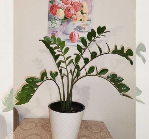 Замиокулькас