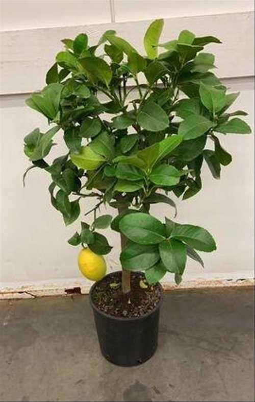 Лимонное дерево с плодами Премиум/Лимон 80 см