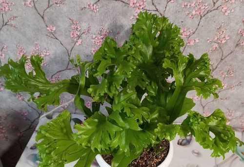 Microsorum pinctatum grandiceps
