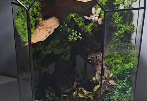 Флорариум палюдариум