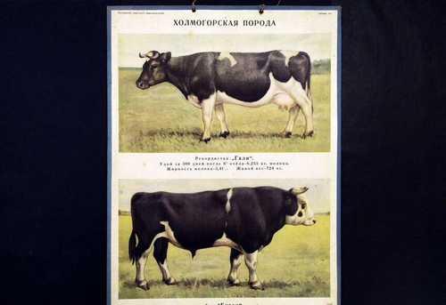 Плакат старинный 1949г Животноводство коровы