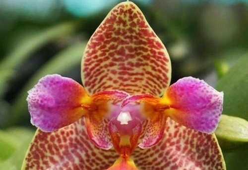 Орхидеи фаленопсисы - классические азиатские сорта