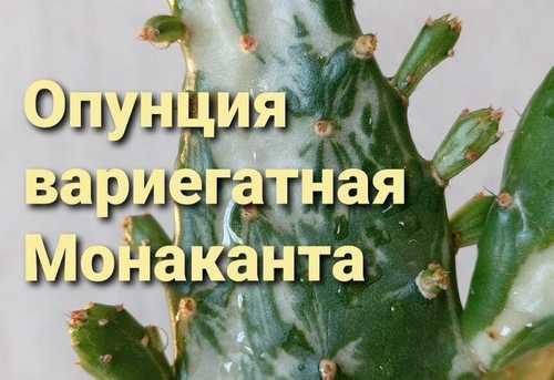 Опунция вариегатная