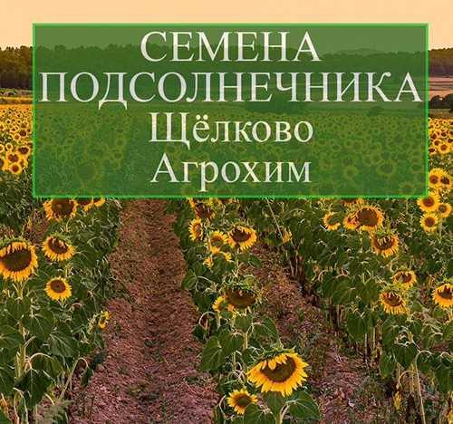 Семена подсолнечника Щёлково Гибриды