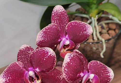 Орхидея Phal. Asian Dragon
