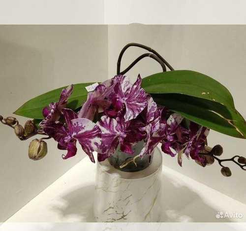 Орхидея в тайском стиле
