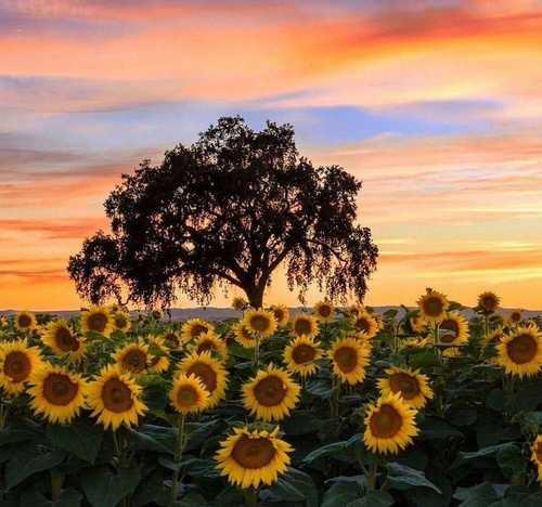Гибриды семян кукурузы и подсолнечника