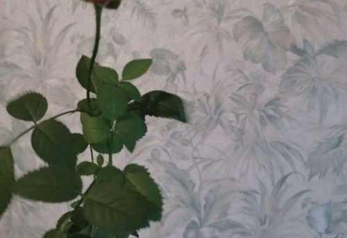 Роза комнатная домашняя, Кордана