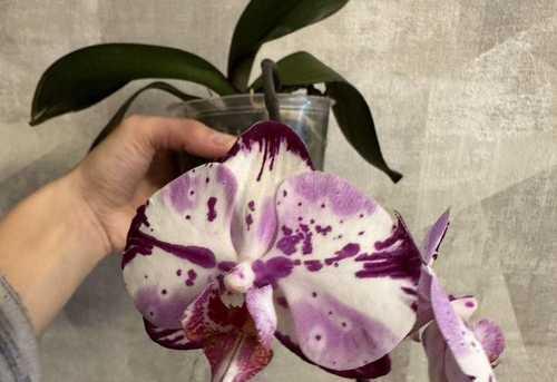 Орхидея Titania и Капучино