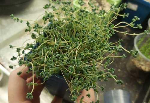 Sedum dasyphyllum (Седум дасифиллюм)