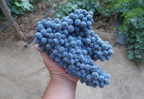 Саженцы винограда Мариновский(32*С)