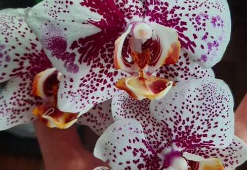Орхидея Anmio Gentleman
