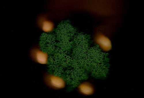 Стабилизированный мох ягель Тёмно-зелёный