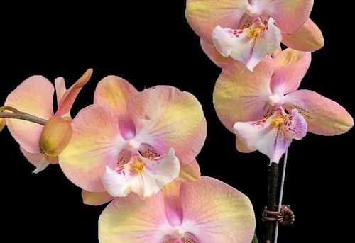 Орхидея биг лип подростки Азия нецветущие