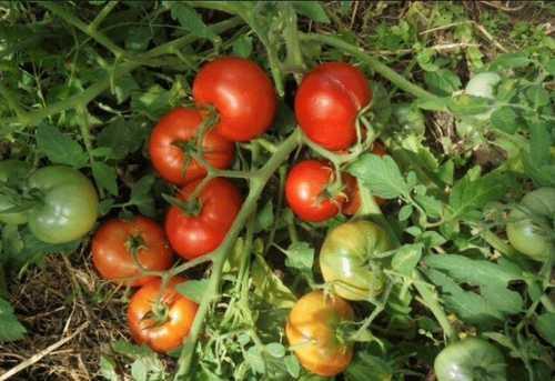 Семена низкорослых сортовых томатов для дома, дачи