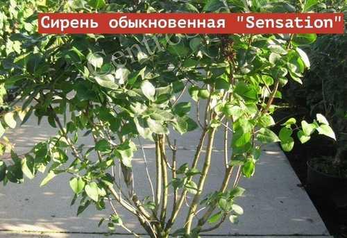 Сирень обыкновенная Sensation С3 20-30 см