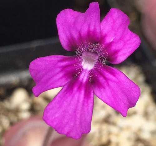 Редкие жирянки Pinguicula