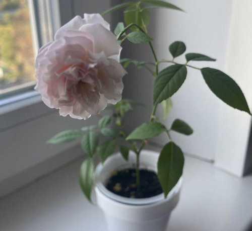 Роза комнатная (ароматная).Укорененные черенки