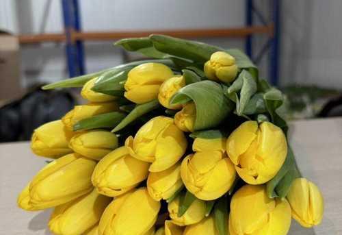 Крупные желтые тюльпаны, 50-60см