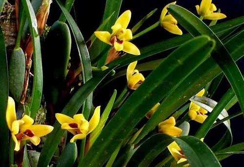 Орхидея maxillaria variabilis