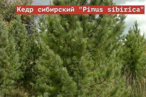 Кедр сибирский Pinus sibirica Ком 275-300 см